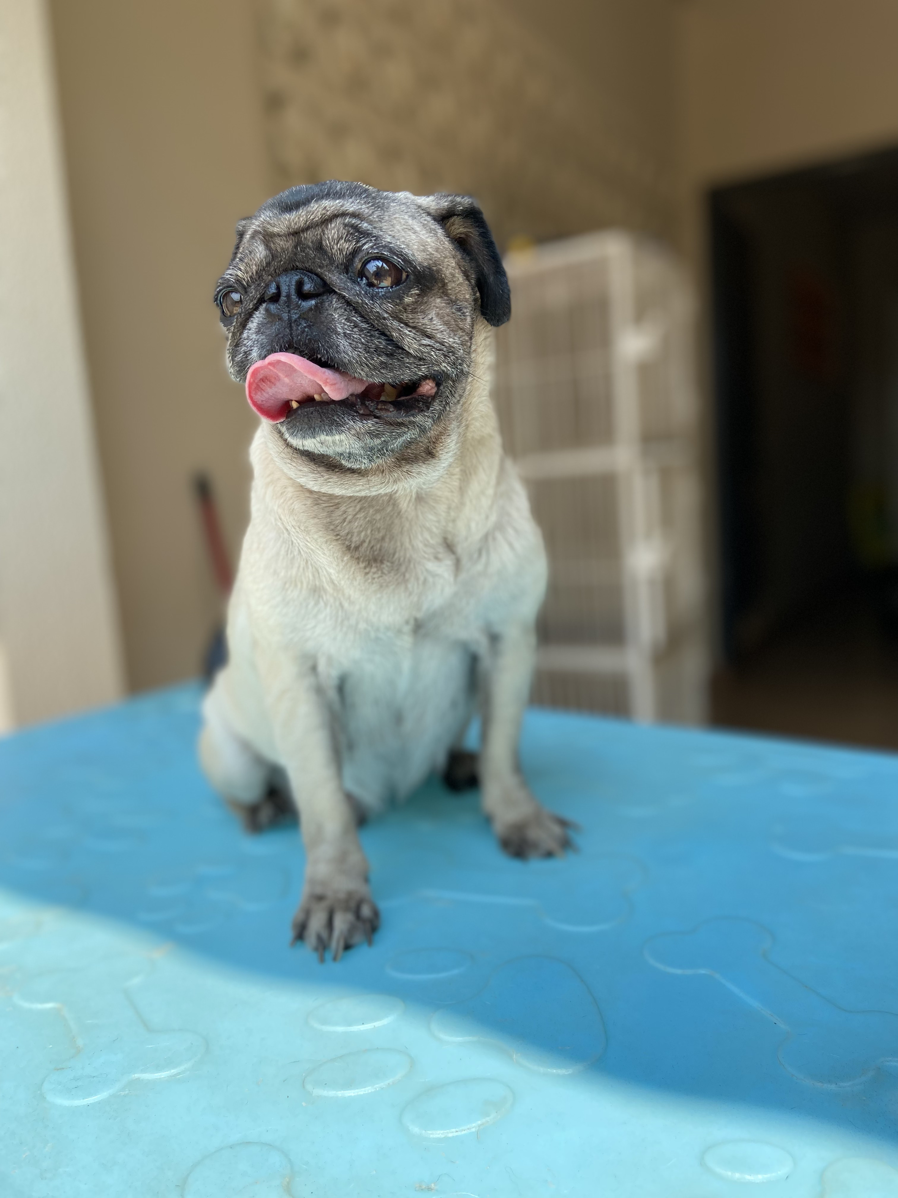 Mundo Animal - Pet Shop